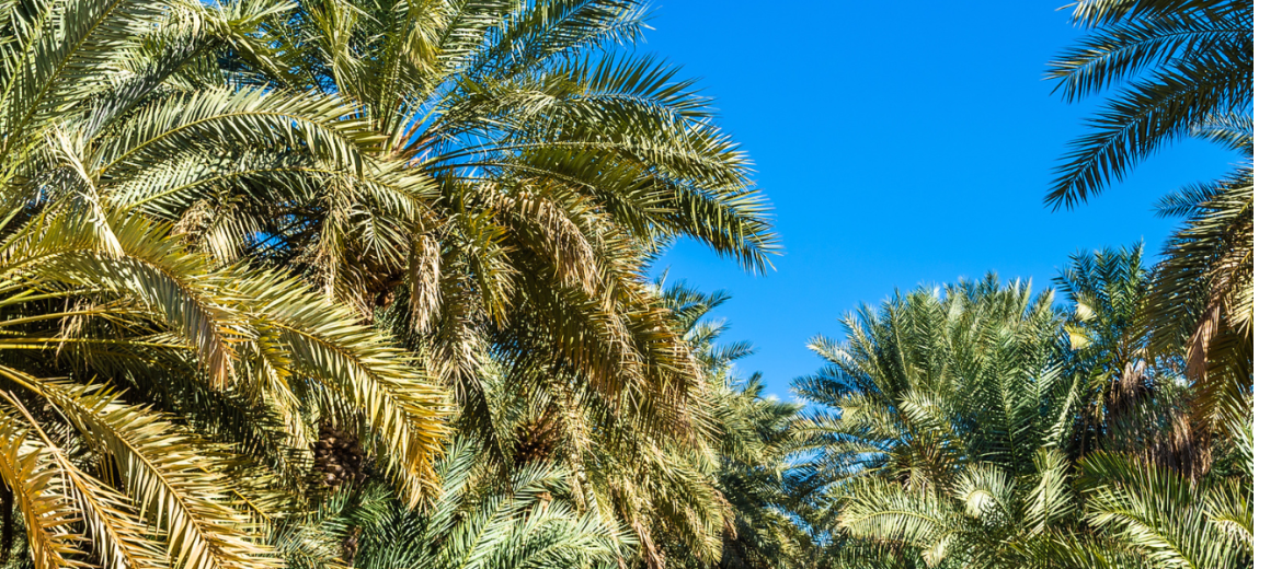 Manfredi’s Landscape – Walker's Palms & Exotic Plants