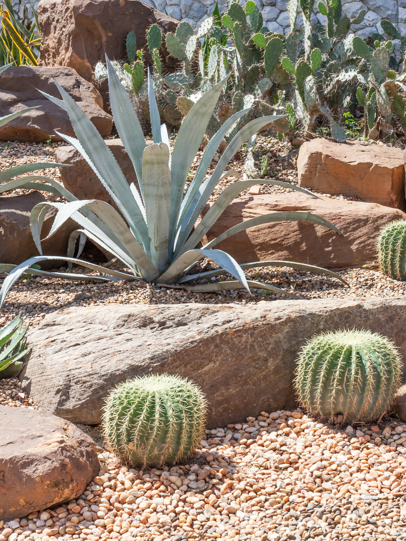 Bill Hewitt's Zen Garden | Walker's Palms & Exotic Plants
