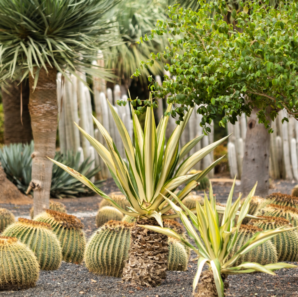 The Best Palm Trees & Yucca Rostratas For Sale in South Mills, NC ...