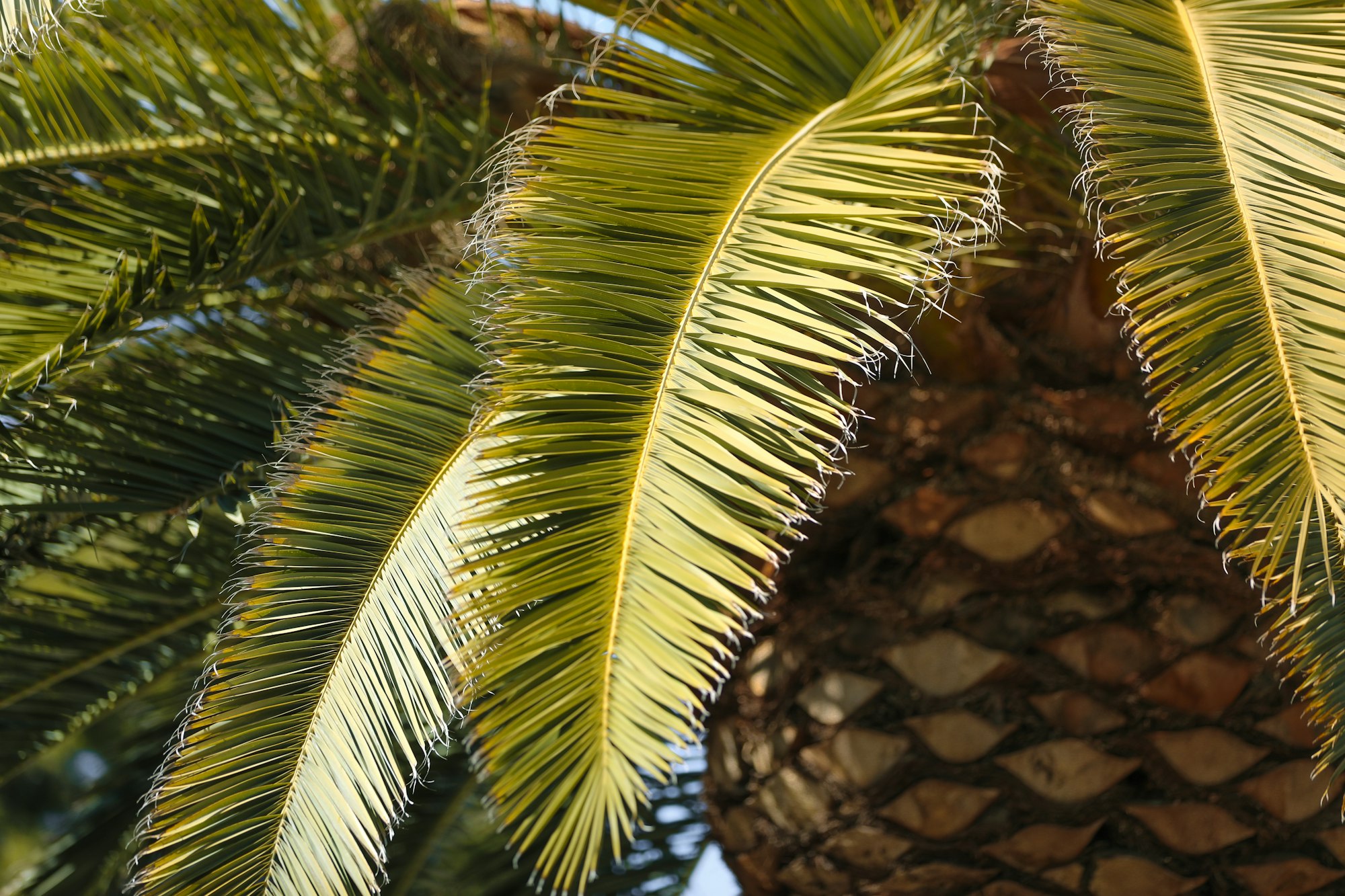 Identifying Signs Of Unhealthy Palm Trees A Guide To Maintenance