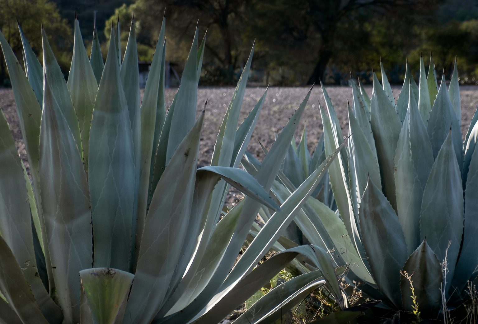 Agave Plants for Sale in NC| Hardy Desert Plants For Cheap