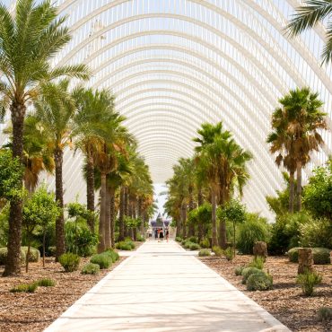 What are some benefits and significance of palm trees?