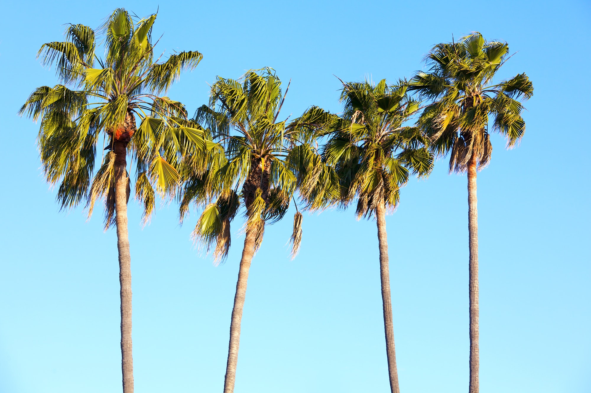 Palm Tree Care & Maintenance