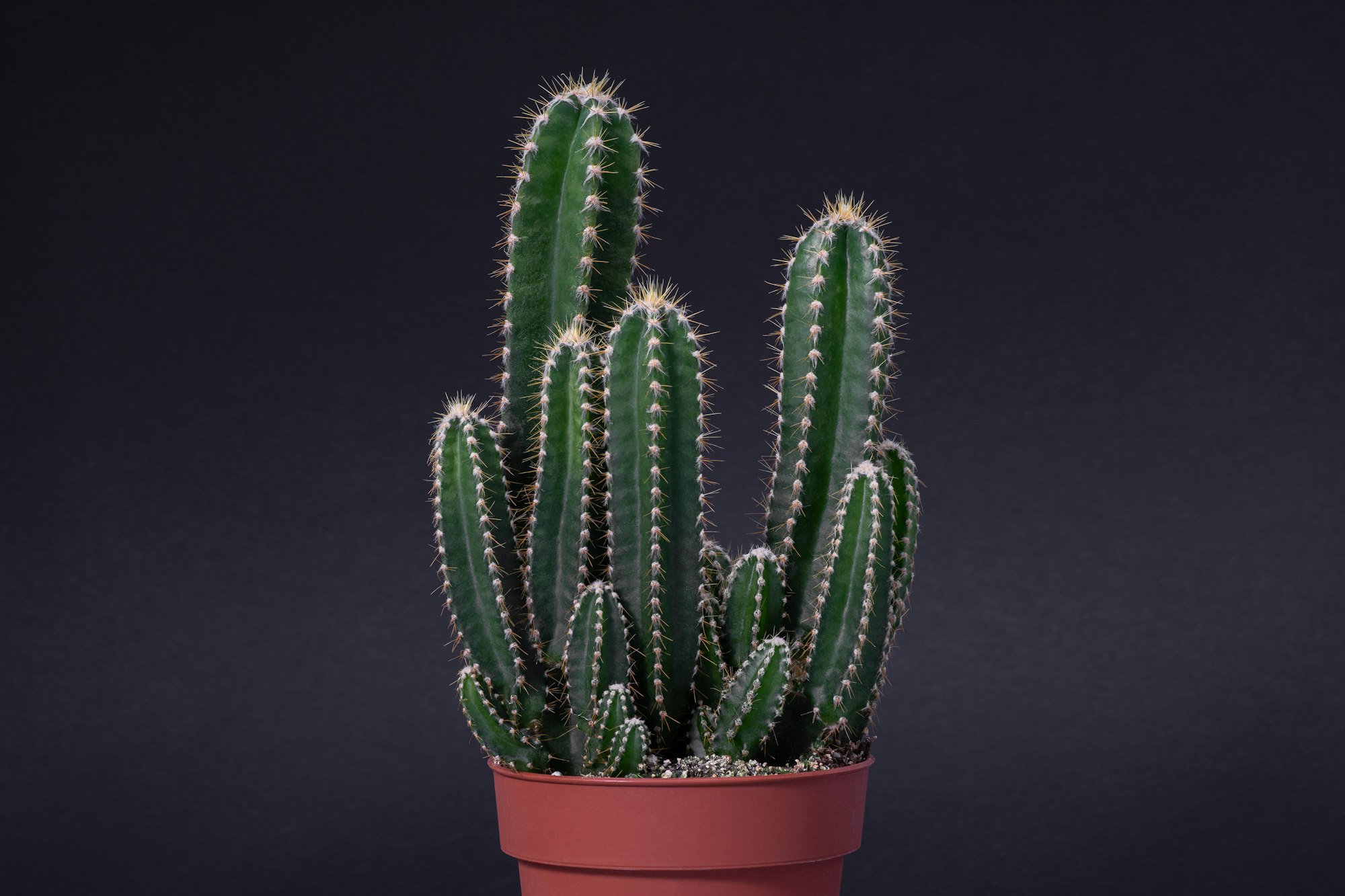 Complete Guide to Cereus Peruvianus Cactus: Features, Care Tips, and ...