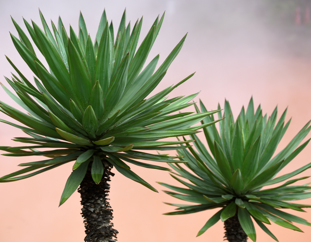 Yucca rostrata, blue yucca, and Texas yucca for sale in NC.