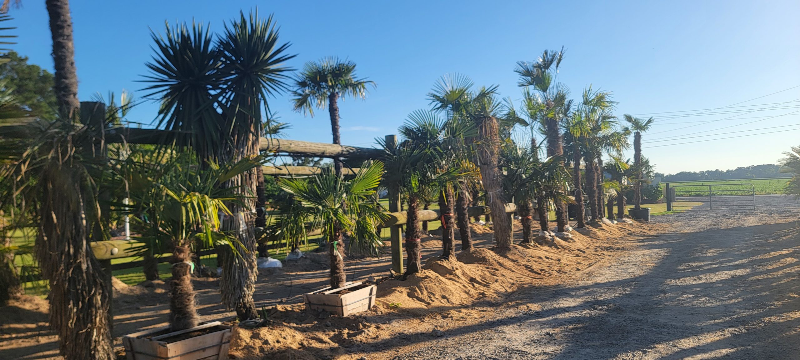 The Best Palm Trees & Yucca Rostratas For Sale in South Mills, NC ...