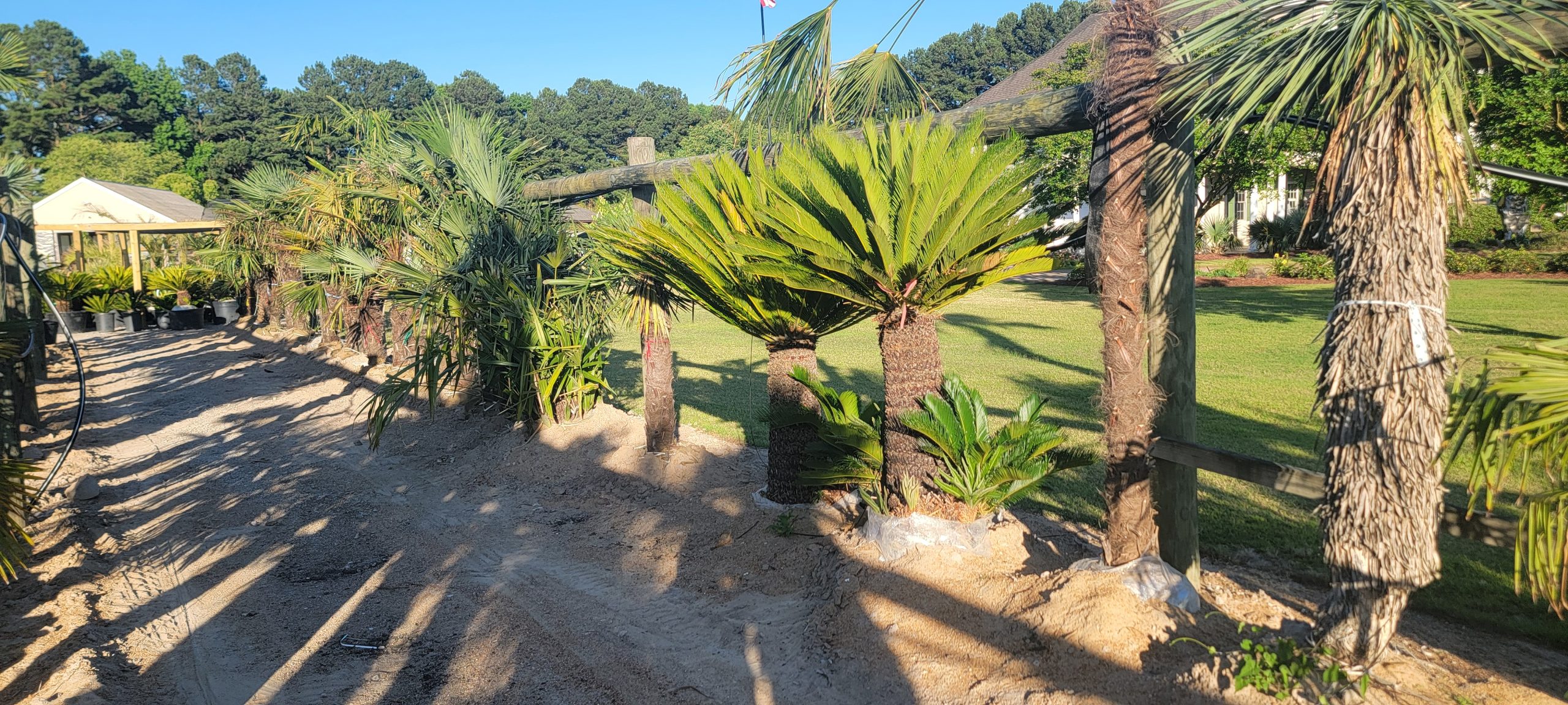 The Best Palm Trees & Yucca Rostratas For Sale in South Mills, NC ...