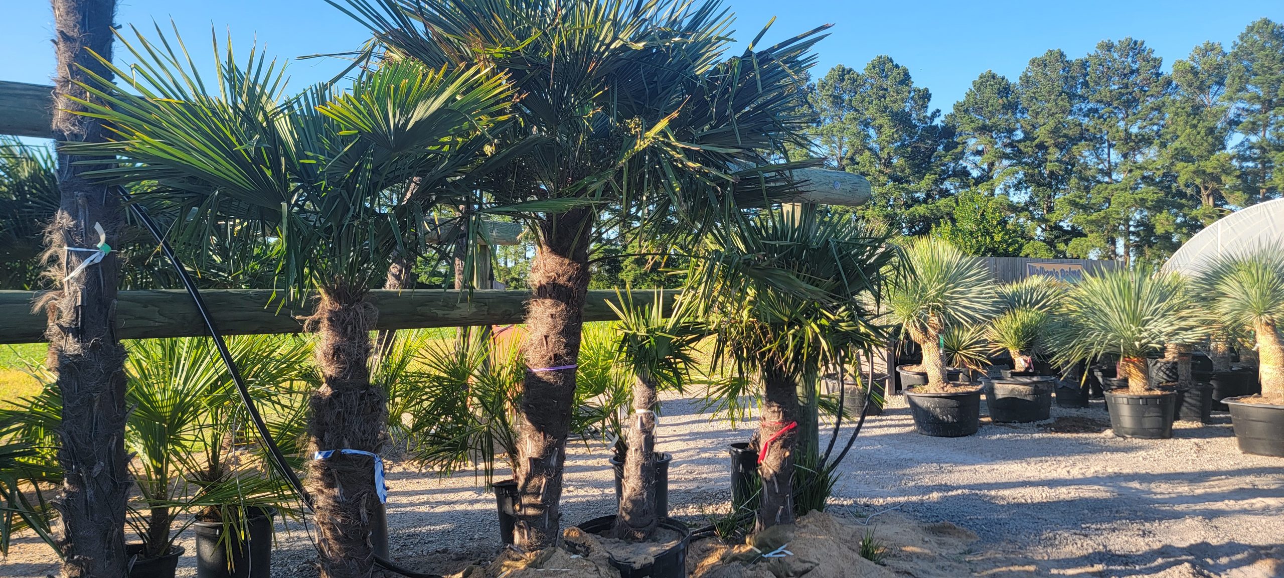 The Best Palm Trees & Yucca Rostratas For Sale in South Mills, NC ...